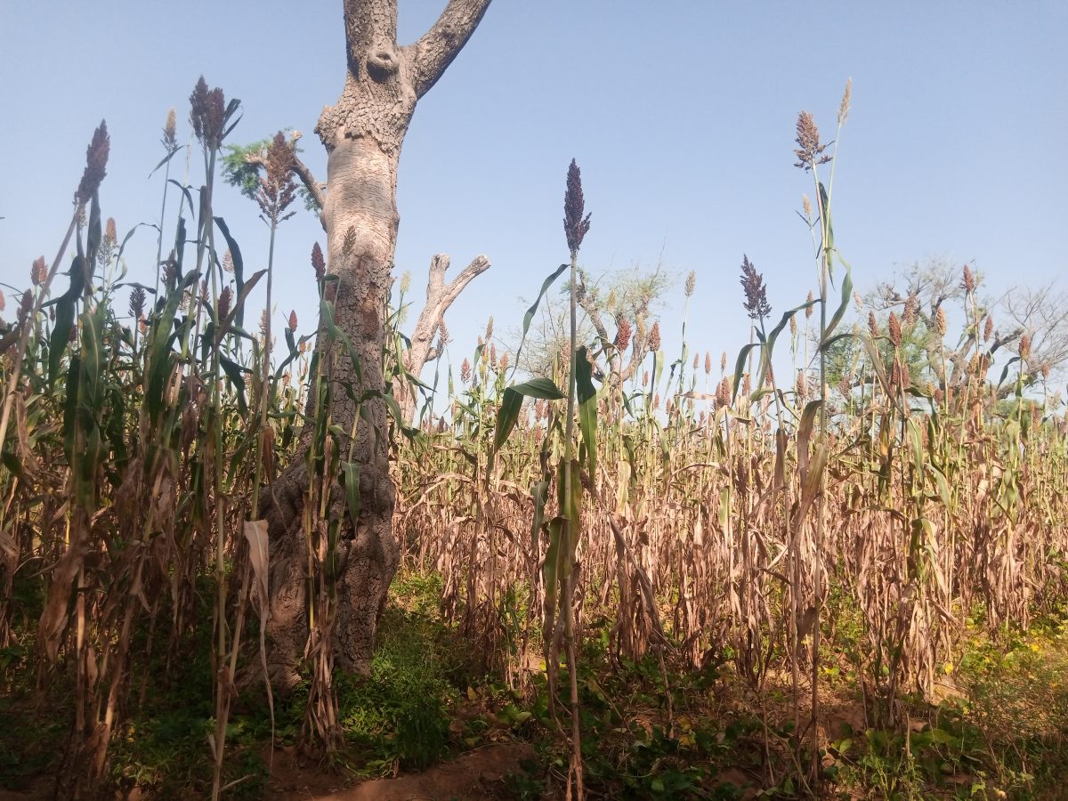 How climate change is decreasing farm yields in Sokoto | AsheNews ...