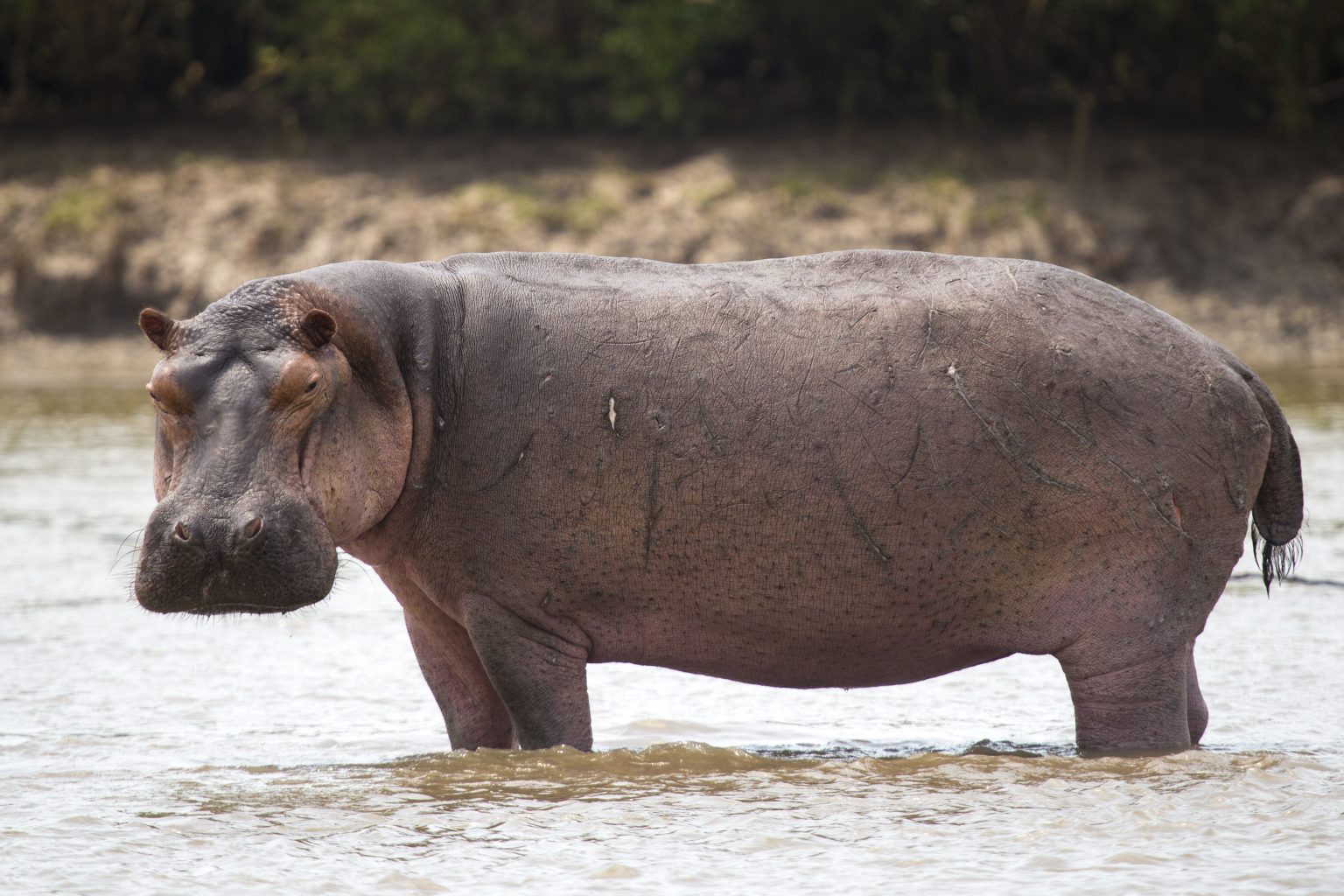 Gombe farmers relocate to farms over escalating hippo attacks