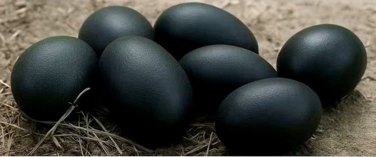[EXPLAINER] What to know about Ayam Cemani chicken