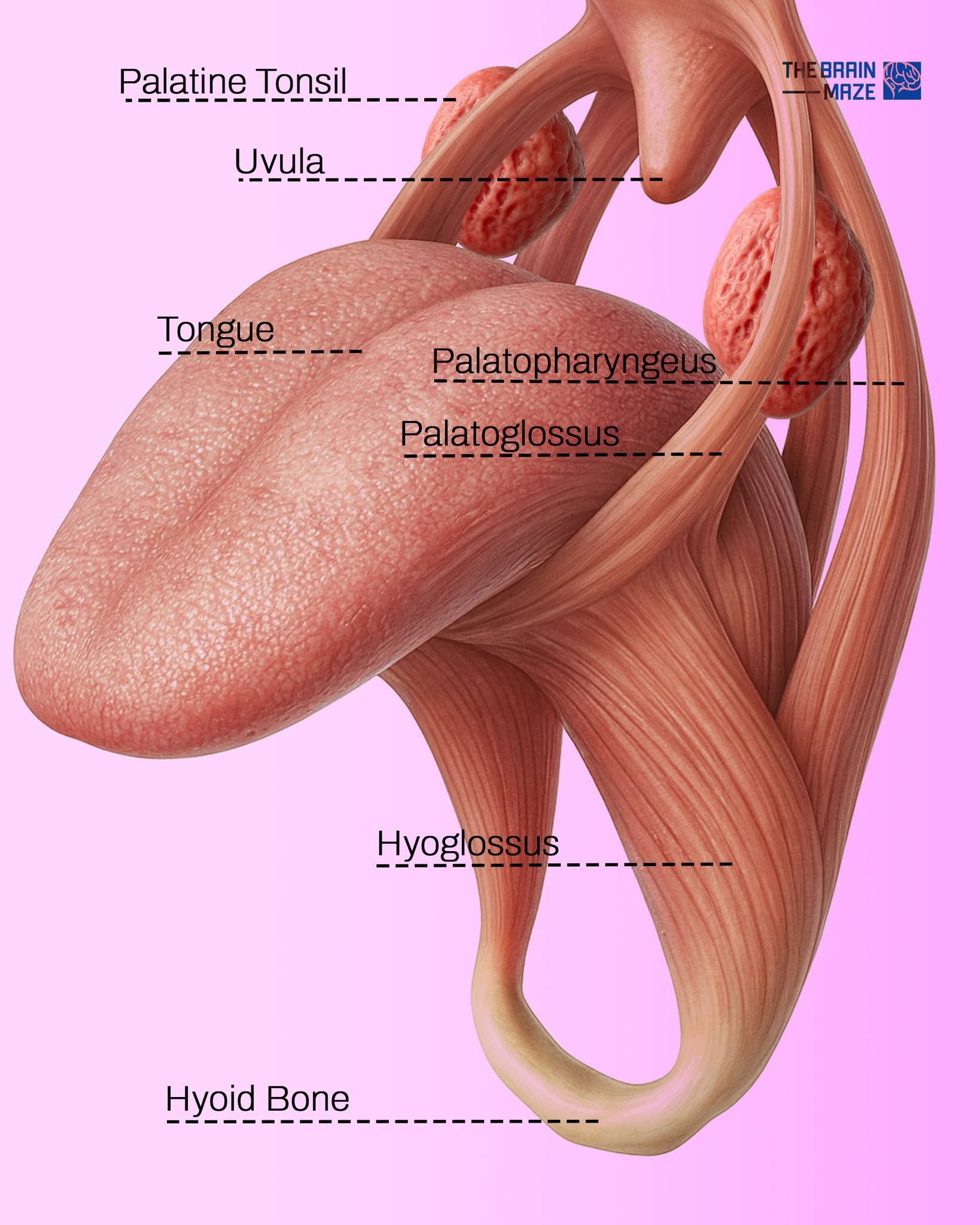 [EXPLAINER] What's the anatomy of your tongue?