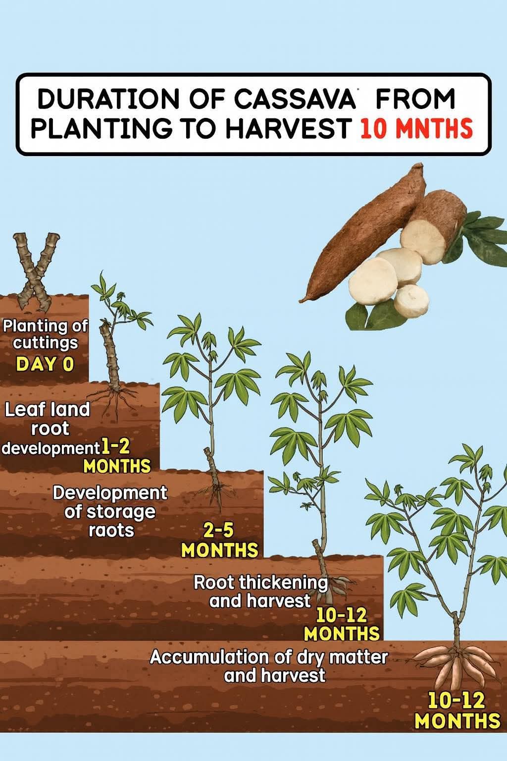 [EXPLAINER] What to know about cassava growth cycle