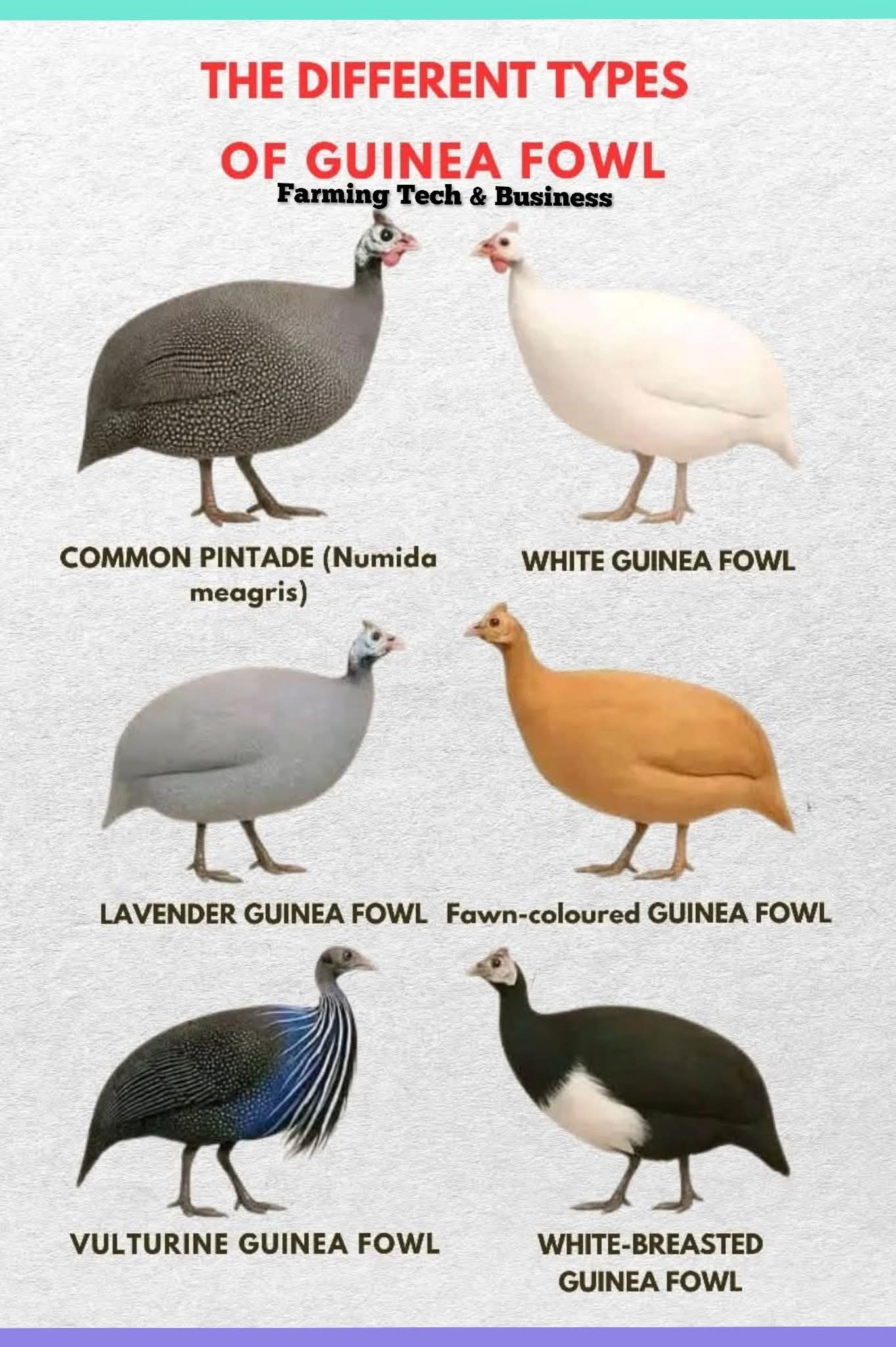 [EXPLAINER] Types of guinea fowl you should know [PHOTOS]