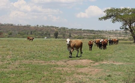 Kenya to launch 3bn animal feed factory to boost production costs