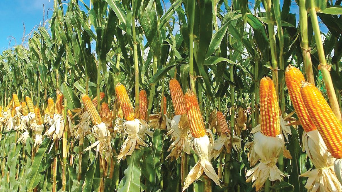 From lab to soil: How biostimulants are changing the game in South ...