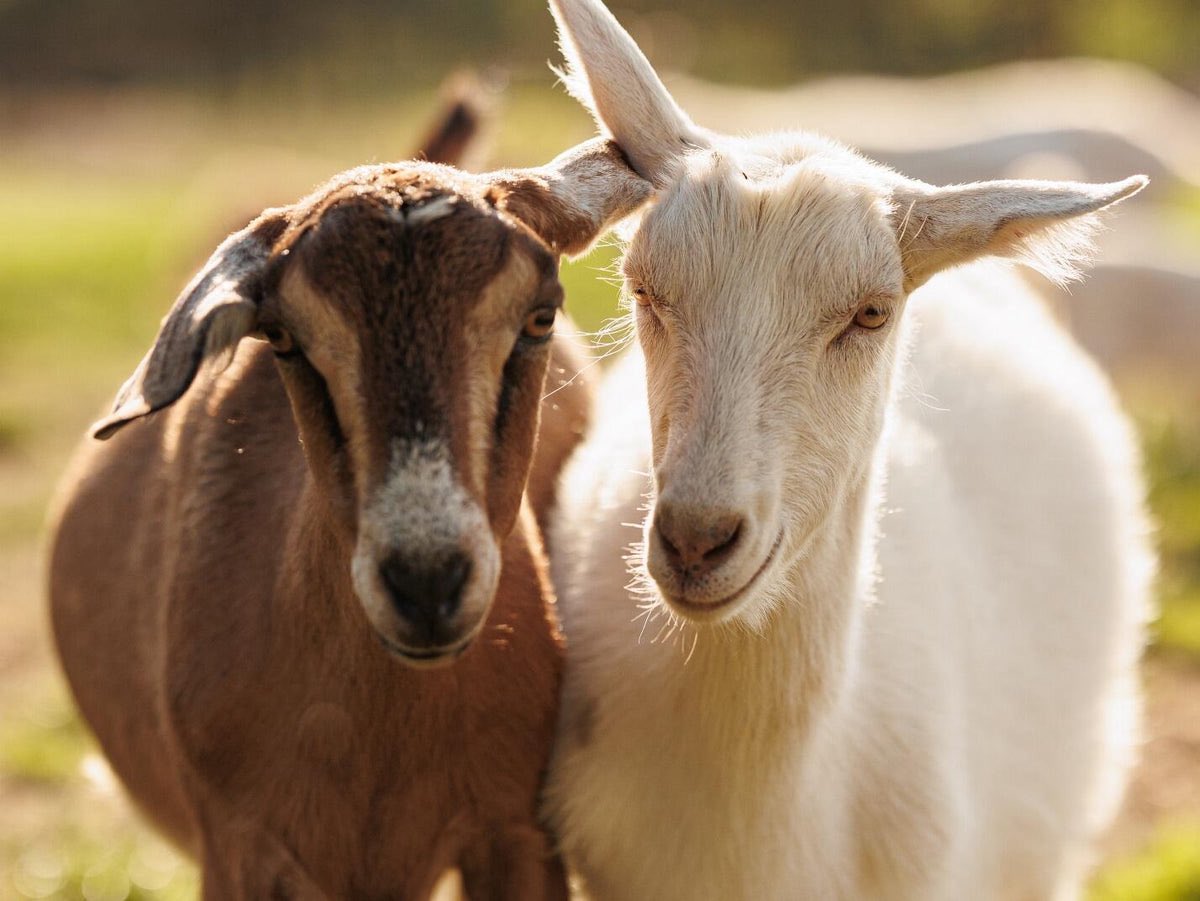 Nigeria leads Africa on global largest goat meat producing countries